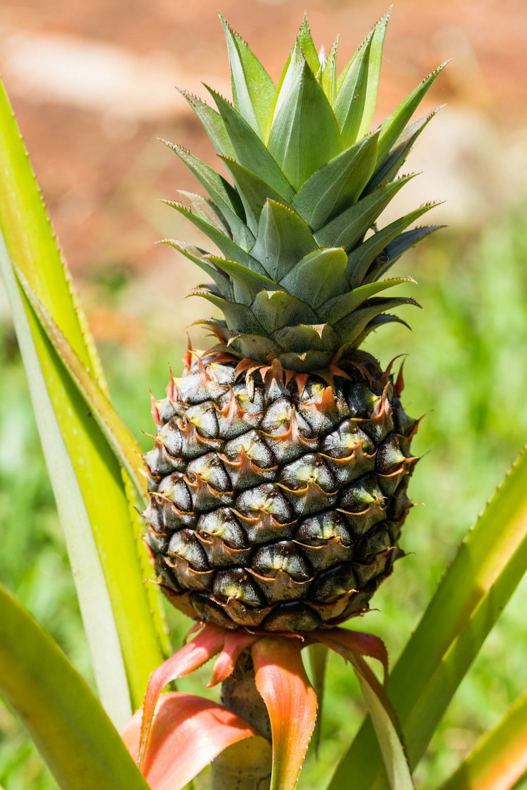 ANANAS - Laboratoires Inebios