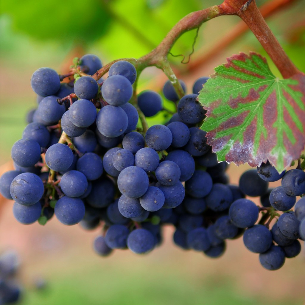 MARC DE RAISIN - Laboratoires Inebios