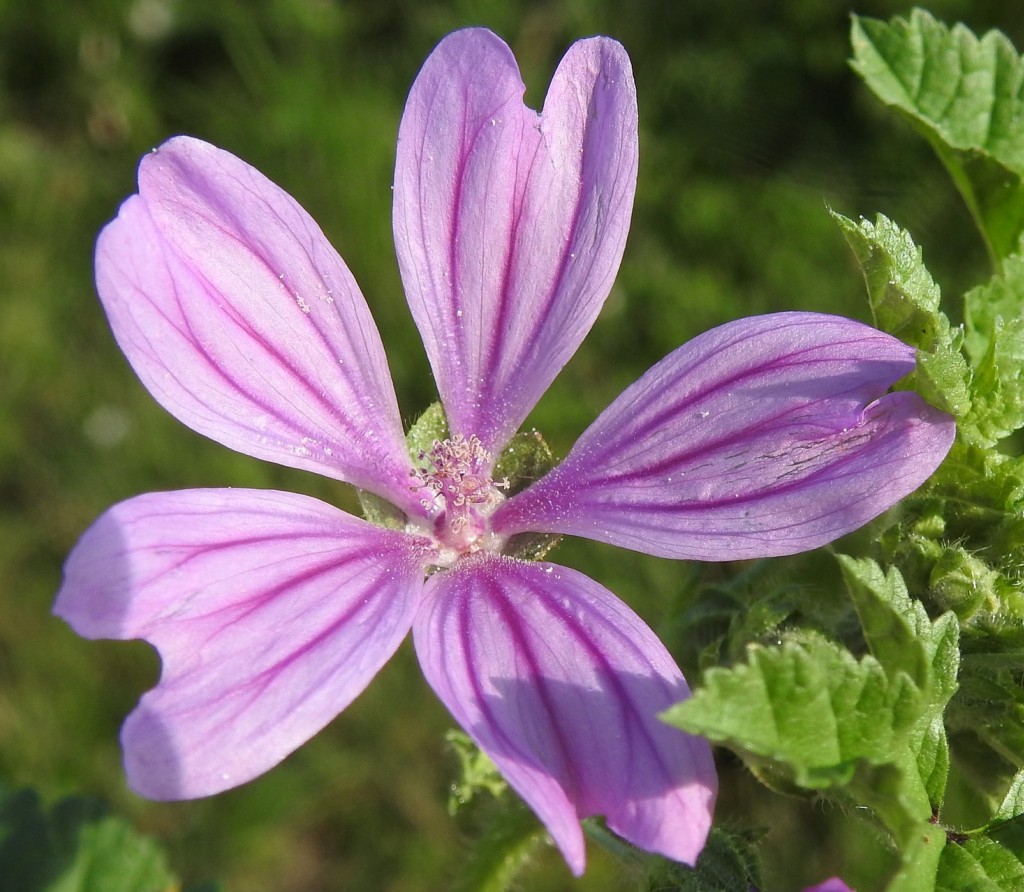 MAUVE - Laboratoires Inebios