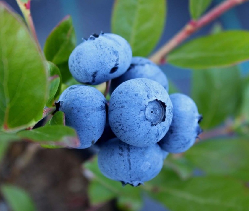 MYRTILLE - Laboratoires Inebios