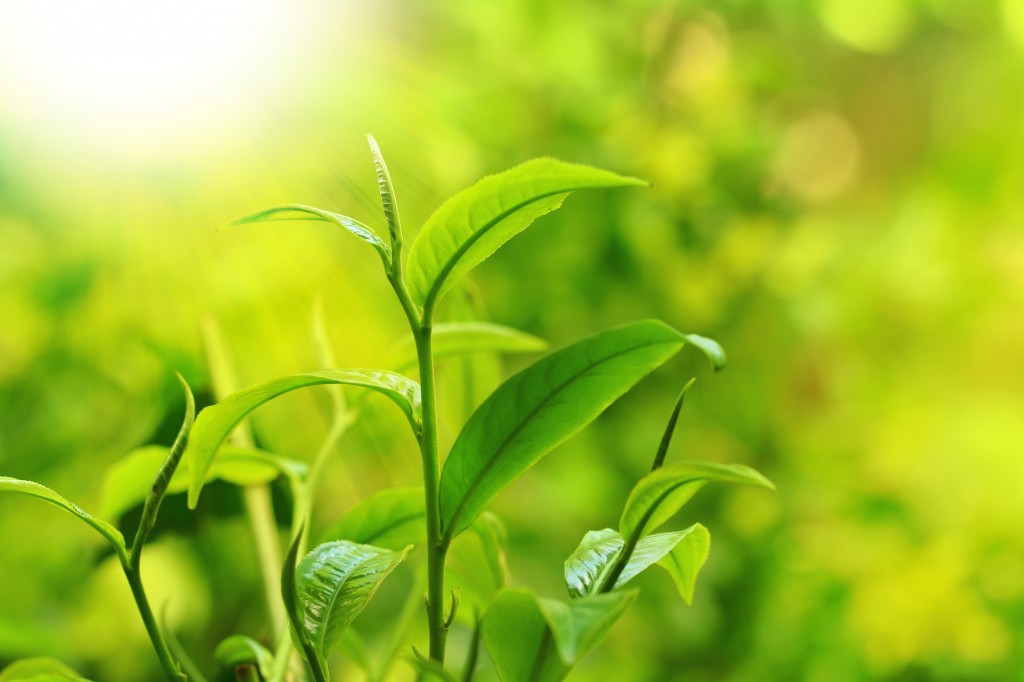 THE VERT - Laboratoires Inebios